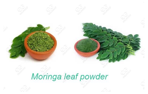 Master the Magic: Unlocking the Secrets of Producing Moringa Powder ...